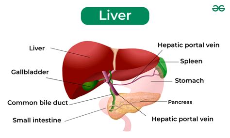 Diagram Of Liver With Labelling Anatomy And Function GeeksforGeeks