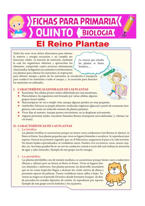 El Reino Plantae Para Quinto De Primaria Todos Los Seres Vivos Deben