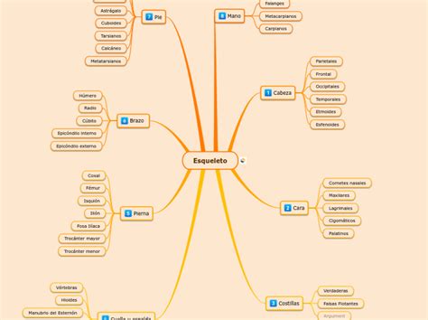 Esqueleto Mind Map