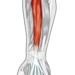 Anatomy Of Muscular System Hand Forearm Palm Muscle Tendons