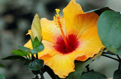 Introduzir 35 imagem quais os benefícios do hibisco para nossa saúde