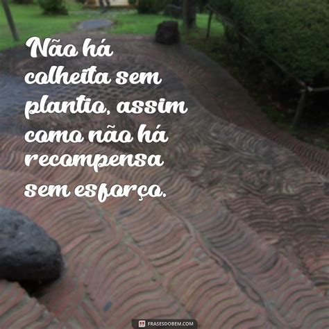 Conheça as melhores frases sobre plantar e colher sem medo do futuro