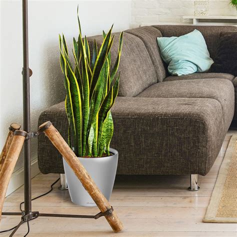Sansewieria Gwinejska Sansevieria Trifasciata Laurentii 65cm