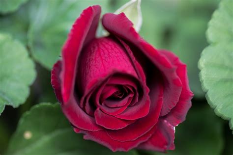 Rose Red Flowers Free Photo On Pixabay Pixabay