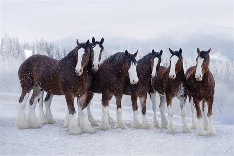 Get A Sneak Peek Of Iconic Budweiser Clydesdales Super Bowl 2024
