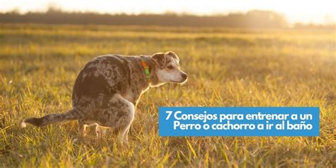 Cómo entrenar a un perro para ir al baño 7 Consejos para que aprenda