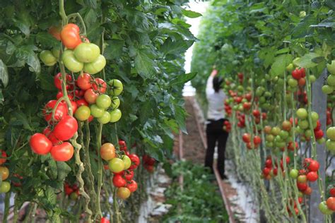 Tomate culture sous serre à Plouguiel Dans la rangée les Flickr
