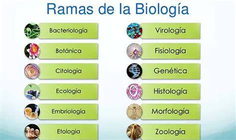 4 RAMAS DE LA BIOLOGÍA Y CIENCIAS AUXILIARES