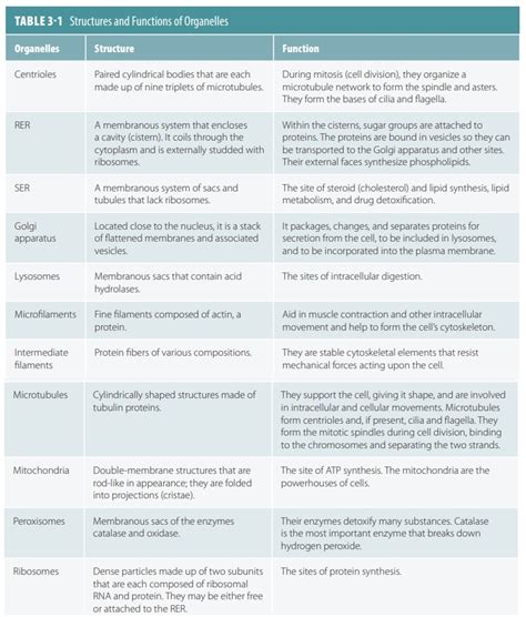 Difference Between Cytosol And Cytoplasm An Overview