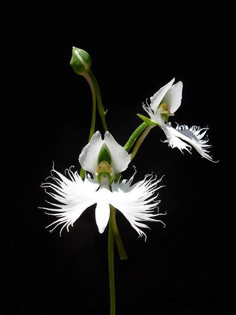 Habenaria Radiata Habenaria Radiata Egret Orchid Rose Seeds