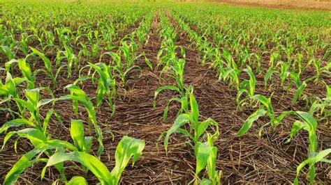 Dia Nacional do Plantio Direto prática melhora solo e produtividade