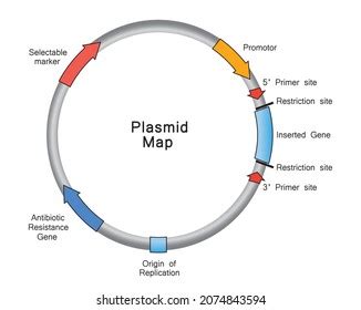 Designed Plasmid Vector