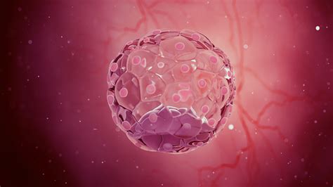 Cómo se clasifican los embriones Advanced Fertility Center
