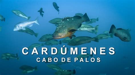 Cardúmenes YouTube
