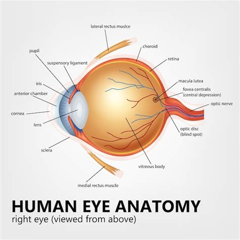 Anatomia Do Olho Humano Olho Direito Visto De Cima Vetor Premium