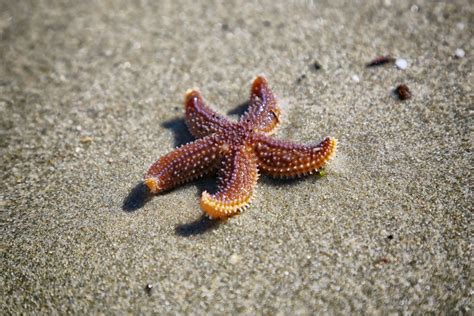 L étoile de mer un animal aux pouvoirs magiques Planktovie