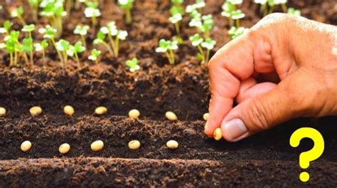 Que Planter en Novembre au Potager 10 Fruits Légumes Qui Poussent
