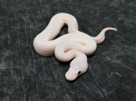 Scaleless Head Super Fire Morph List World Of Ball Pythons Ball