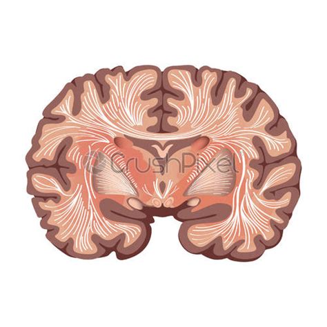 Secties Van De Menselijke Hersenen Anatomie Zijaanzicht Van Het Orgaan