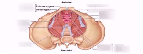 Mod Mock Practical Q Female Pelvis Diagram Quizlet