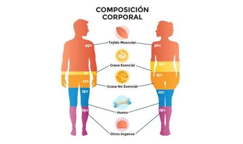 Qué es la composición corporal y cómo medirla AVSS Institute