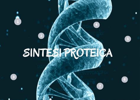 Sintesi Proteica