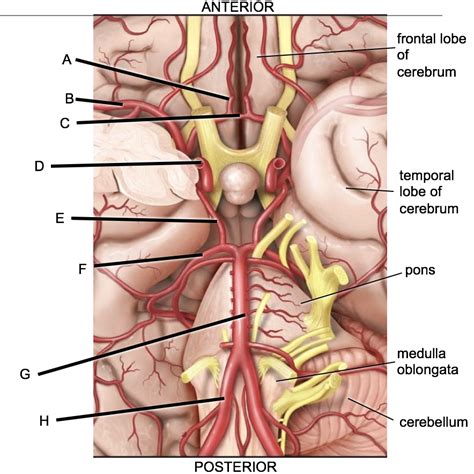 Circle Of Willis Pt 4 Diagram Quizlet