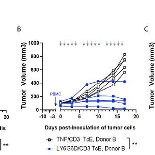 In Vivo Efficacy Of LY6G6D CD3 TcE A C Anti Tumor Activity Of