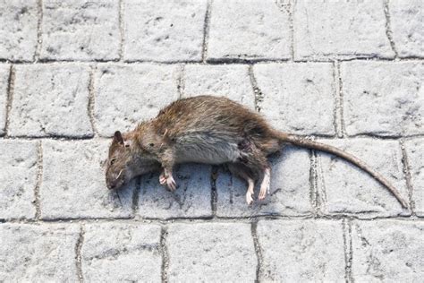 Significado De So Ar Con Ratas Interpretaciones De Sue Os Con Roedores