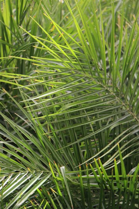 Comprar Phoenix roebelenii Palmera enana Jardín Postal
