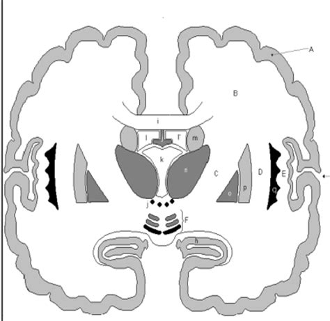 Neuroanatomie Substance Blanche Centrale Diagram Quizlet