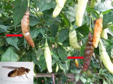 8 Hama Ini Sangat Merugikan Petani Cabe Begini Gejala Serangan Dan
