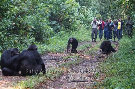 8 Day Masai Mara Gorillas And Chimpanzee Safari Safari Vacations