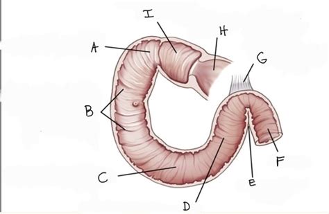 Chapter Bony Thorax Sternum And Ribs Biliary Tract And