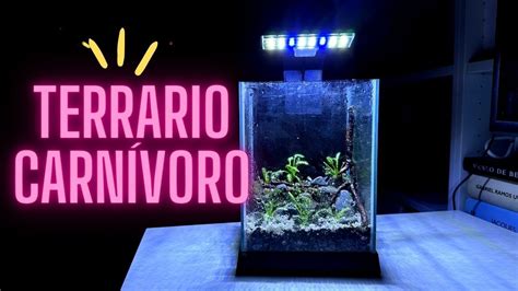 Droseras Crea un TERRARIO con PLANTAS CARNÍVORAS YouTube