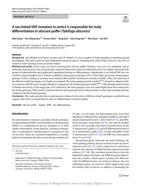 a sex linked snp mutation in amhr2 is responsible for male differentiation in obscure puffer