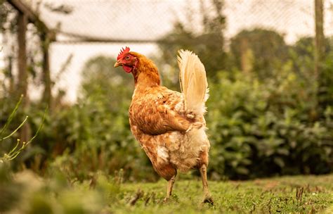 Quand Le Poulet Devient Une Poule