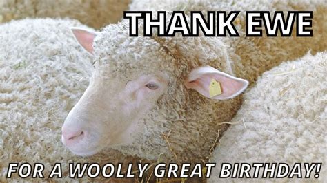15 Fun Thank You For The Birthday Wishes Memes