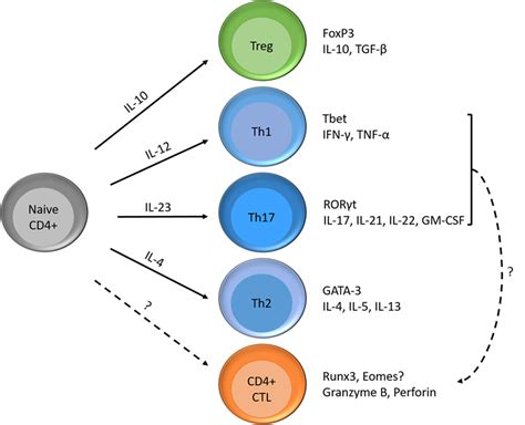 Frontiers Cytotoxic CD4 T Cells Drive Multiple Sclerosis Progression
