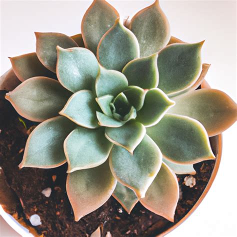 C Mo Cuidar Tus Cactus Y Suculentas Consejos Pr Cticos Cactus En Su