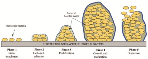 Biofilm Diagram