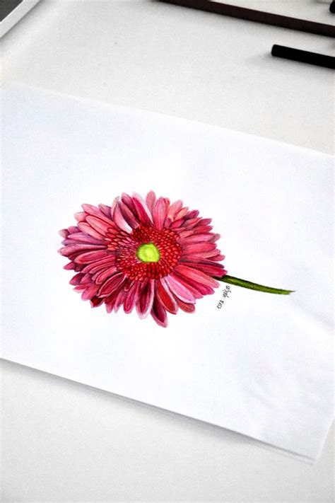 How To Draw A Realistic Flower Step By Step Colored Pencil Tutorial Time Lapse Youtube