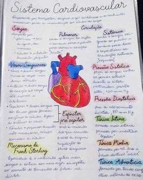 100 Mapas Mentais Sobre Sistema Cardiovascular Artofit
