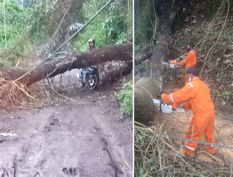 Cuaca Ekstrem Akses Jalan Ke Desa Trunyan Tertutup Pohon Tumbang Dan