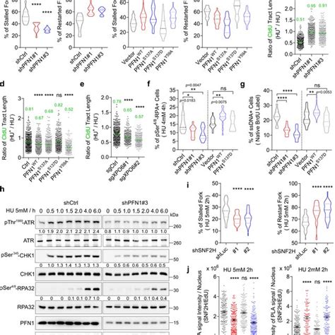 Pfn Increases The Stalling Of Stressed Dna Replication Forks A B