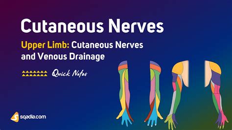 Upper Limb Cutaneous Nerves And Venous Drainage Cutaneous Nerves