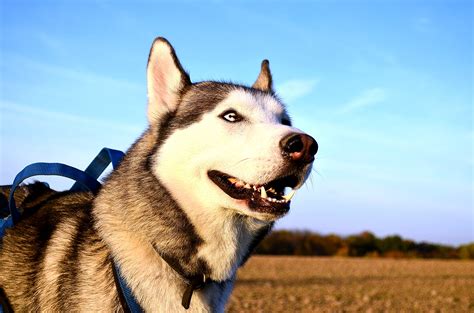 Tổng hợp hơn 96 hình ảnh chó husky ngáo siêu đỉnh nhất Co Created
