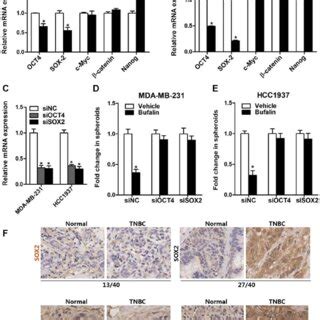 Bufalin Induces Apoptosis In Triple Negative Breast Cancer Cells A