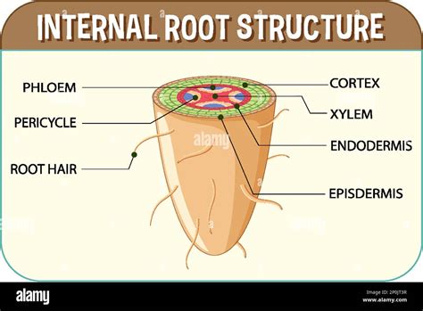 Internal Structure Of Root Diagram Illustration Stock Vector Image