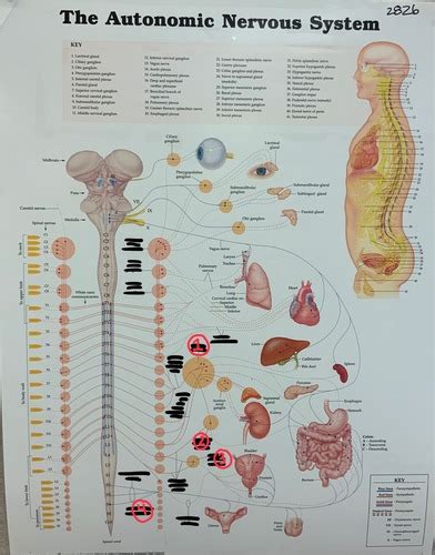 BIOL 2710 Lab Exam Unit Two AUTONOMIC NERVOUS SYSTEM Flashcards Quizlet